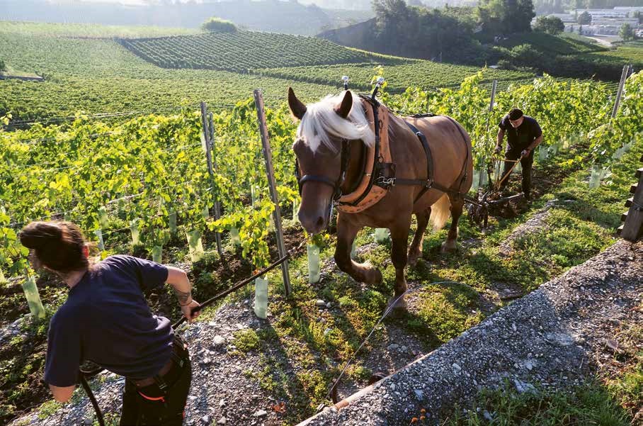 La viticulture biodynamique en Suisse : un objet social et agronomique ...